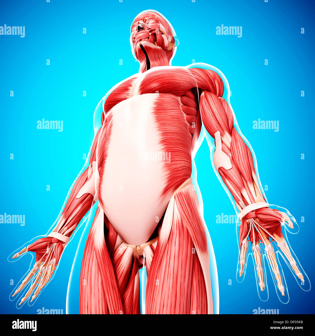 Human musculature, artwork Stock Photo - Alamy