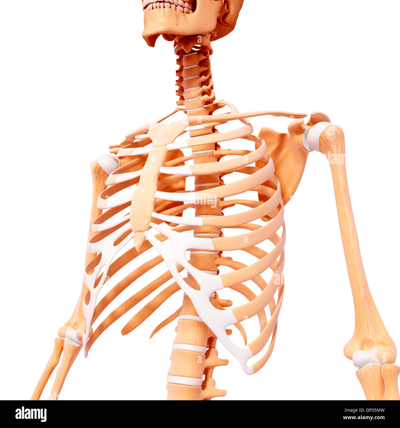 Human skeleton, artwork Stock Photo - Alamy