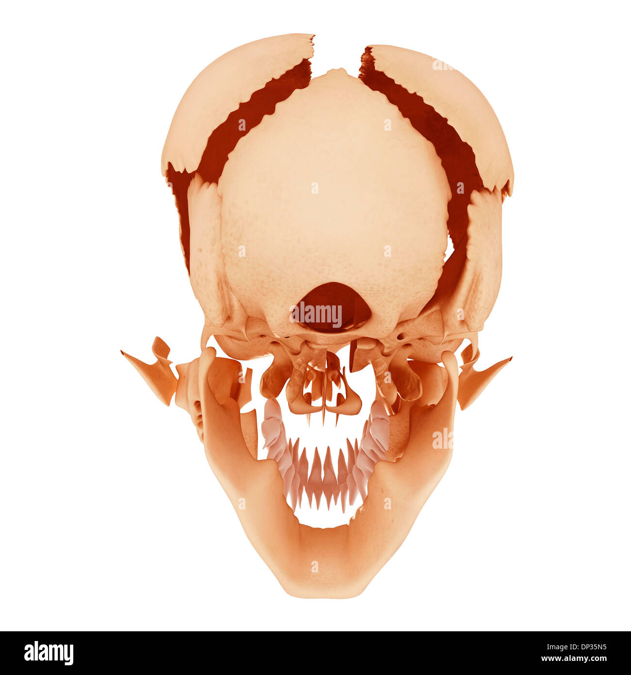 Human skull, artwork Stock Photo - Alamy