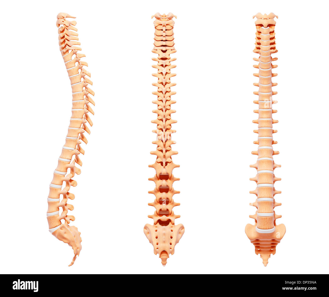 Human spine, artwork Stock Photo - Alamy Human spine, artwork Stock Photo - Alamy