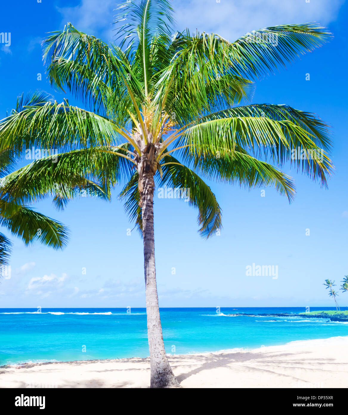 Coconut Palm tree on the sandy Poipu beach in Hawaii, Kauai Stock Photo ...