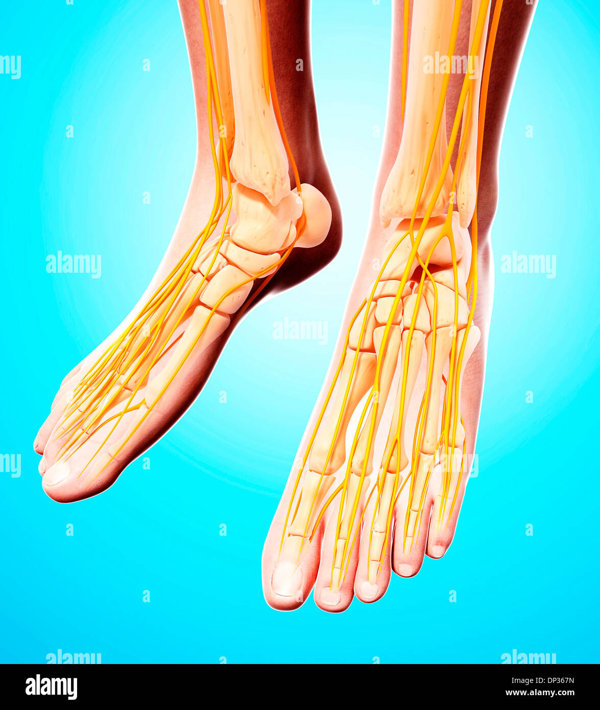 Human foot nervous system, artwork Stock Photo - Alamy