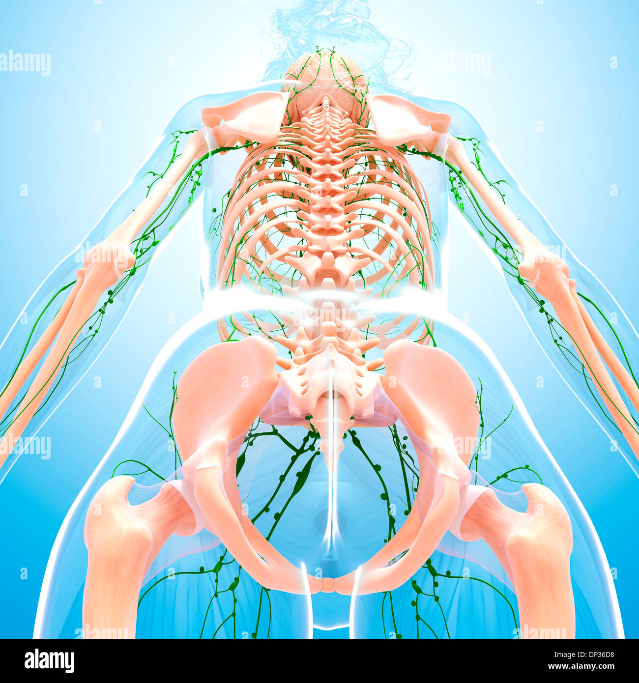 Female lymphatic system, artwork Stock Photo - Alamy
