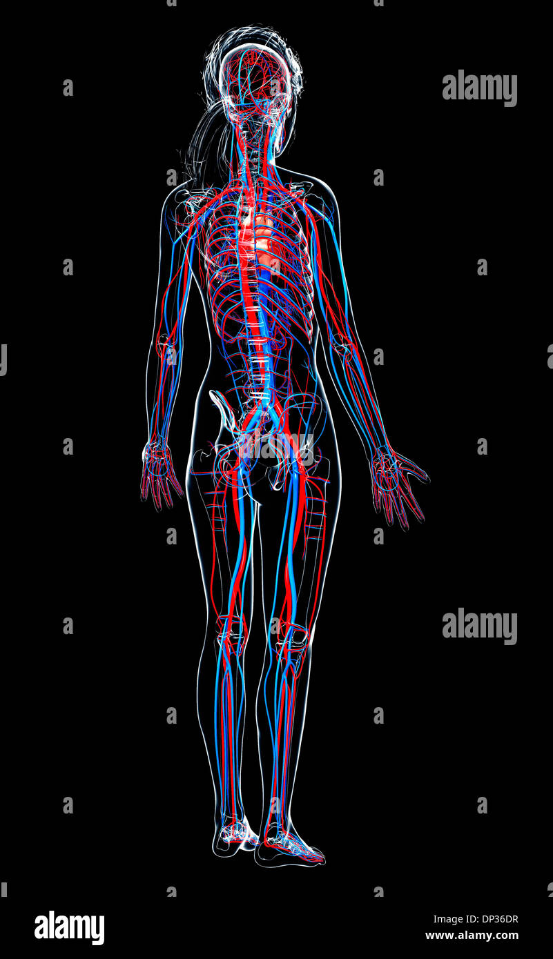 Female cardiovascular system, artwork Stock Photo - Alamy