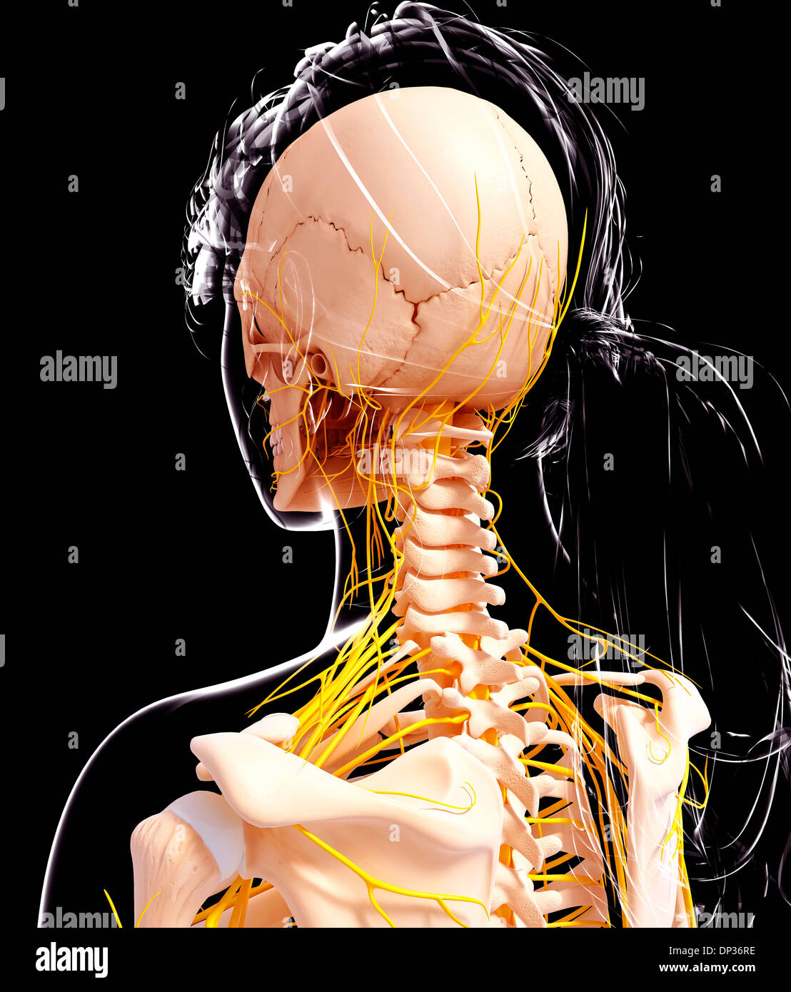 Female nervous system, artwork Stock Photo - Alamy
