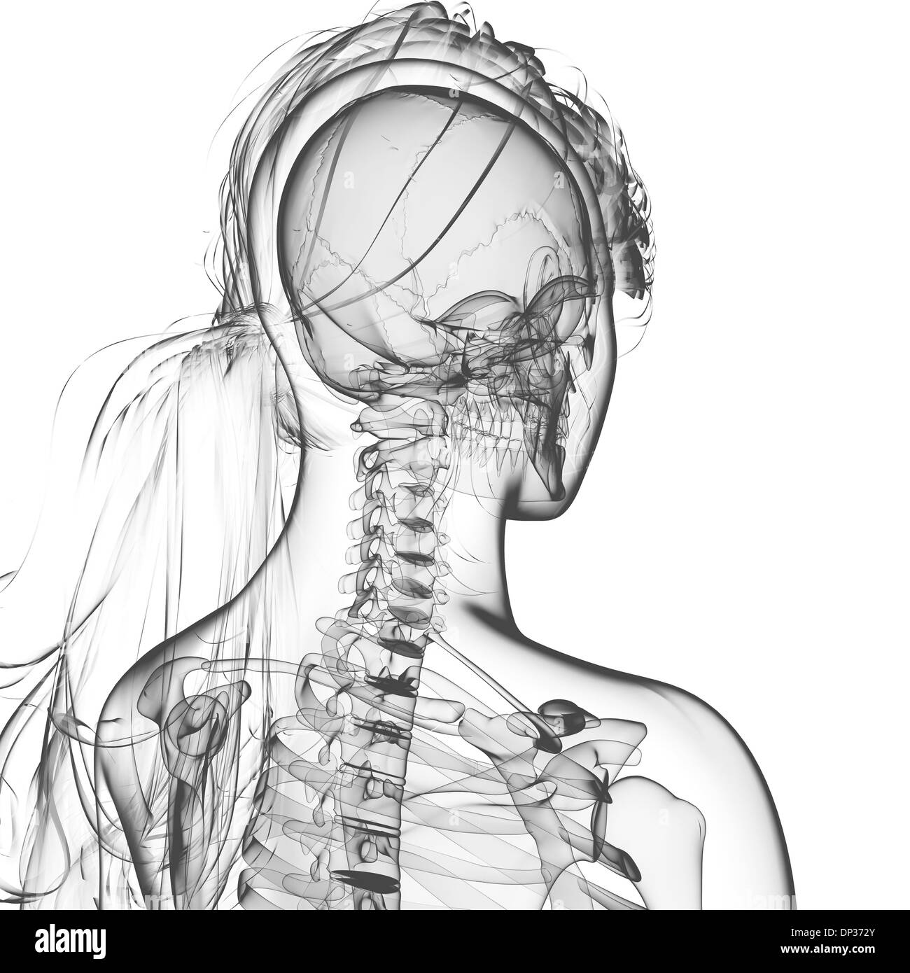 Rear three quarter view head skeleton hi-res stock photography and ...