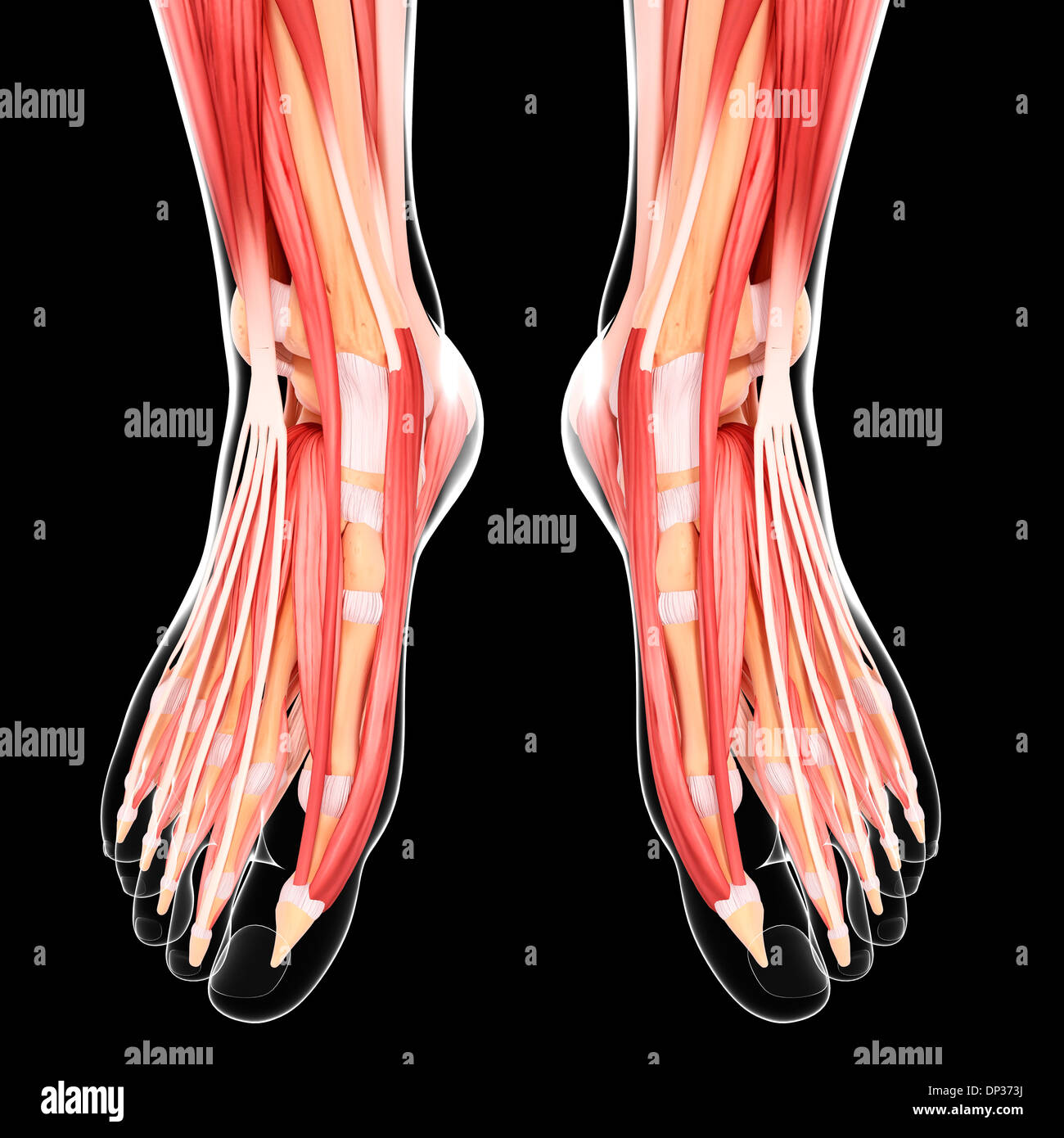 Human foot musculature, artwork Stock Photo - Alamy