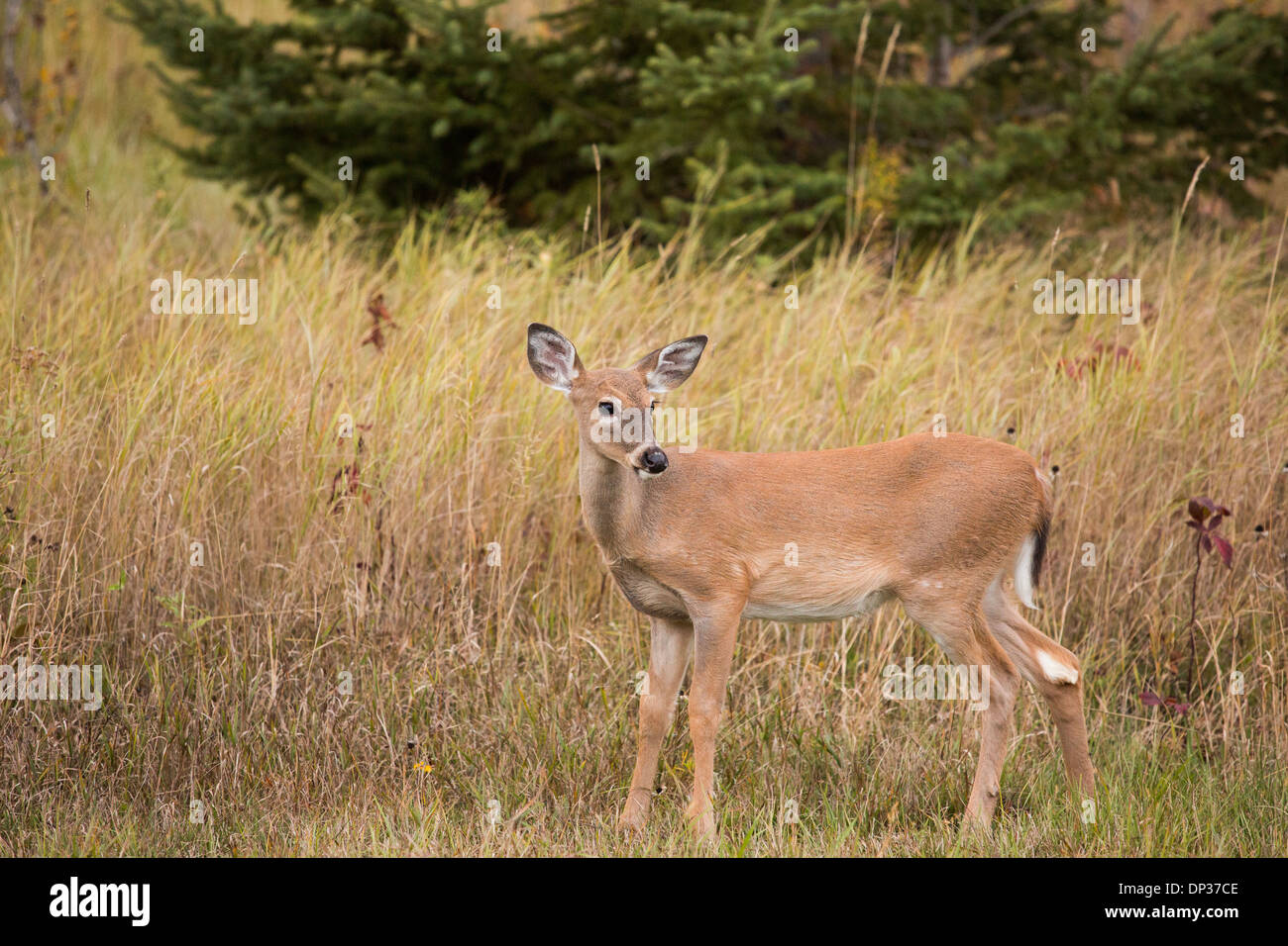 Northern whitetail deer hi-res stock photography and images - Alamy