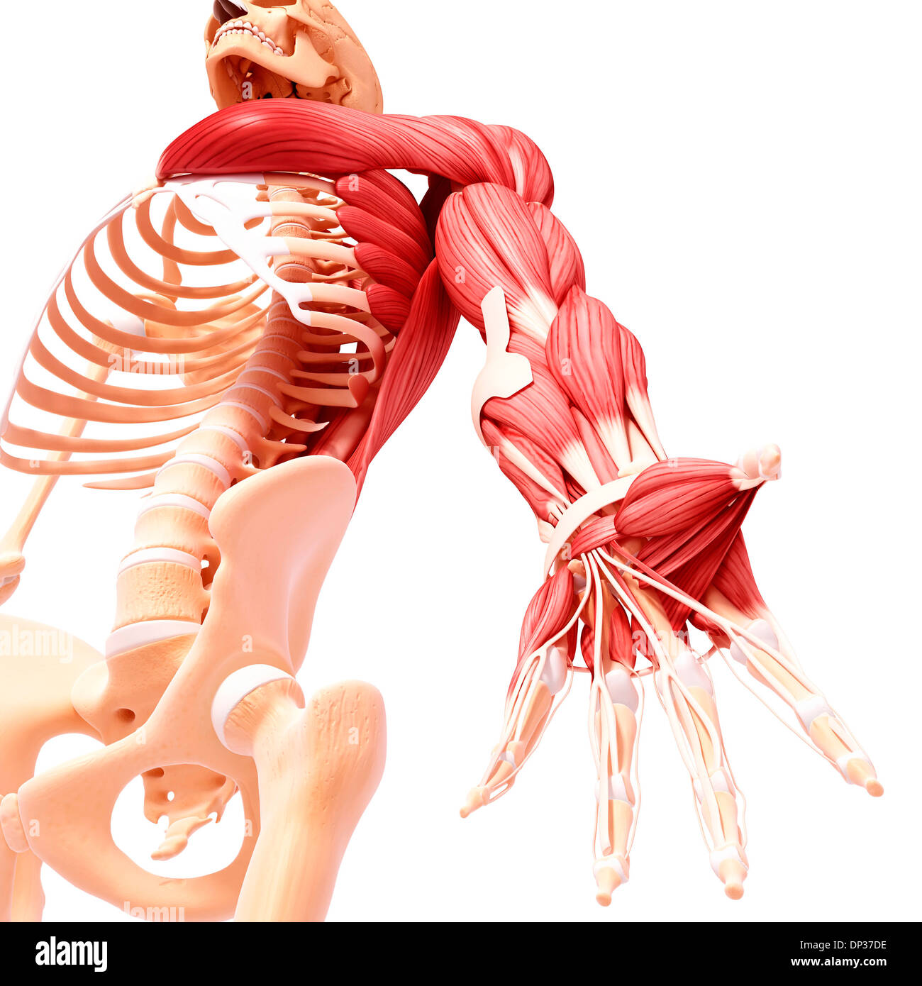 Anterior view of the arm hi-res stock photography and images - Alamy