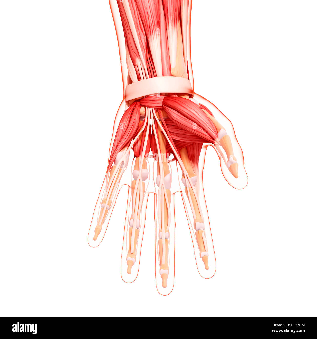 Human hand musculature, artwork Stock Photo - Alamy
