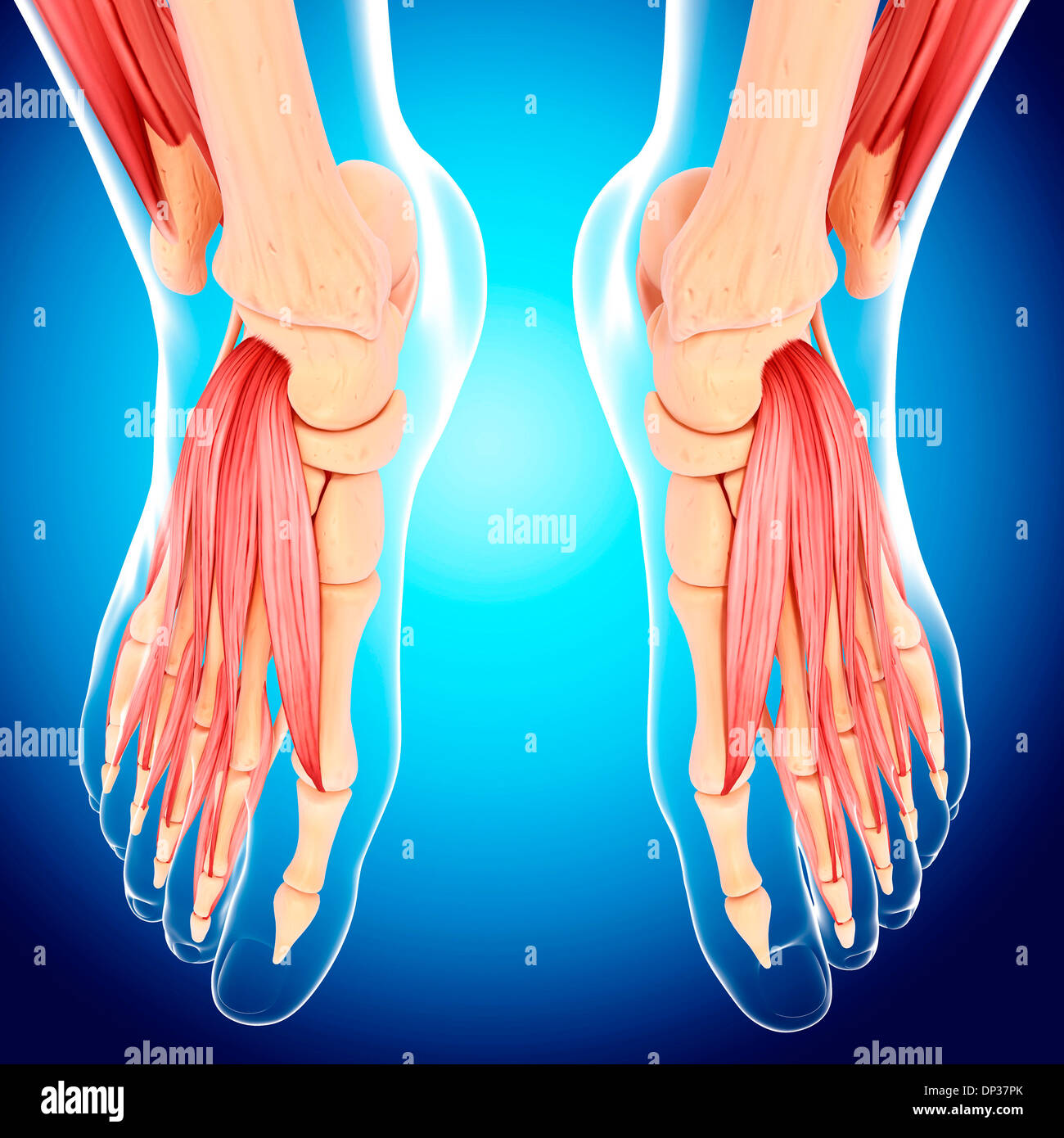 Human foot musculature, artwork Stock Photo - Alamy