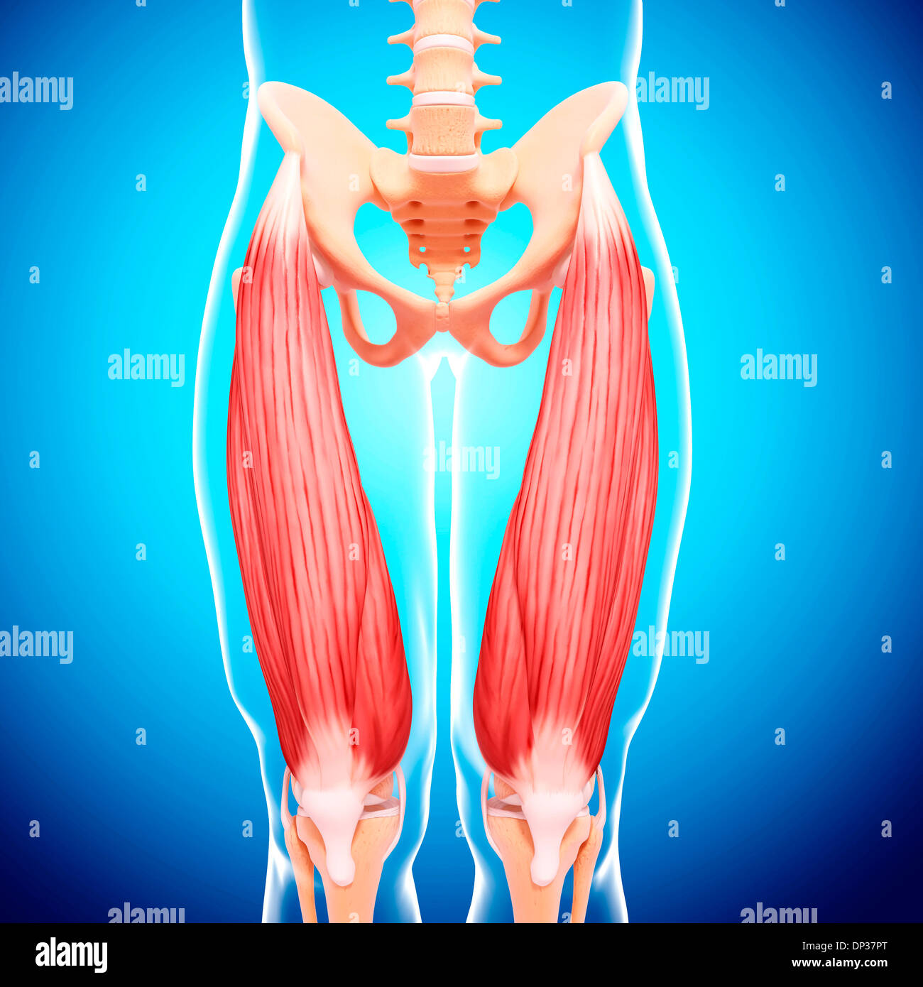 Human leg musculature, artwork Stock Photo - Alamy