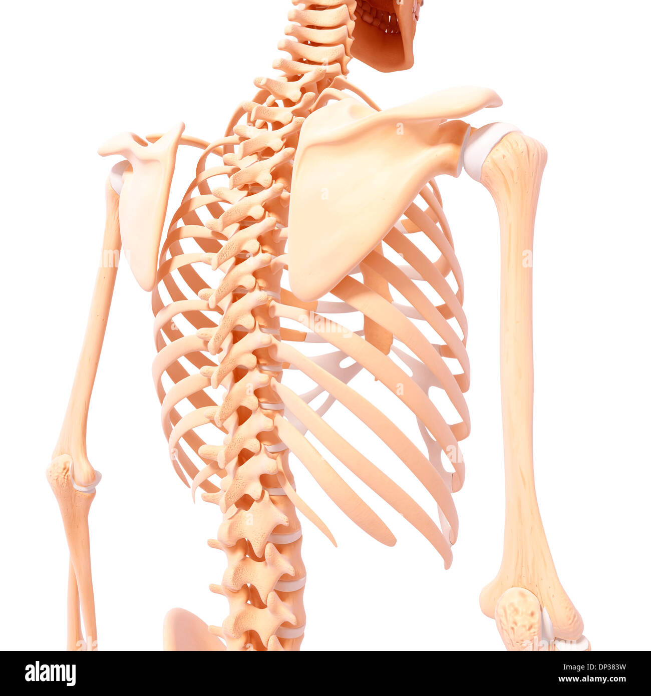 Human skeleton, artwork Stock Photo - Alamy