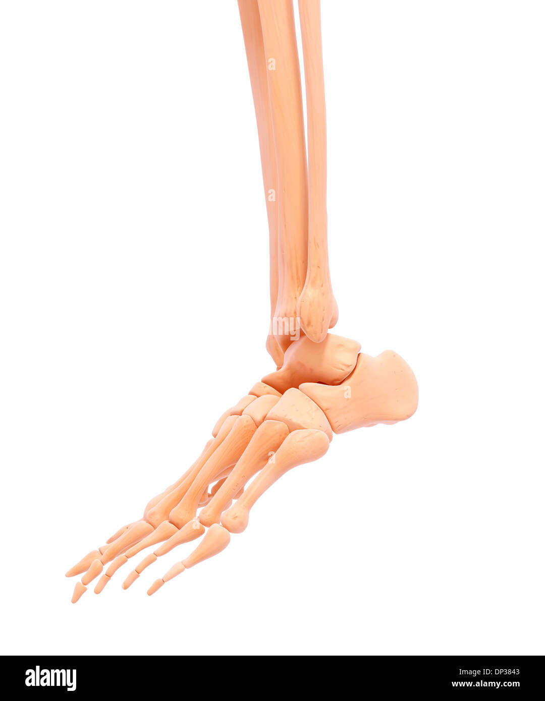 Side view of body leg limb hi-res stock photography and images - Alamy