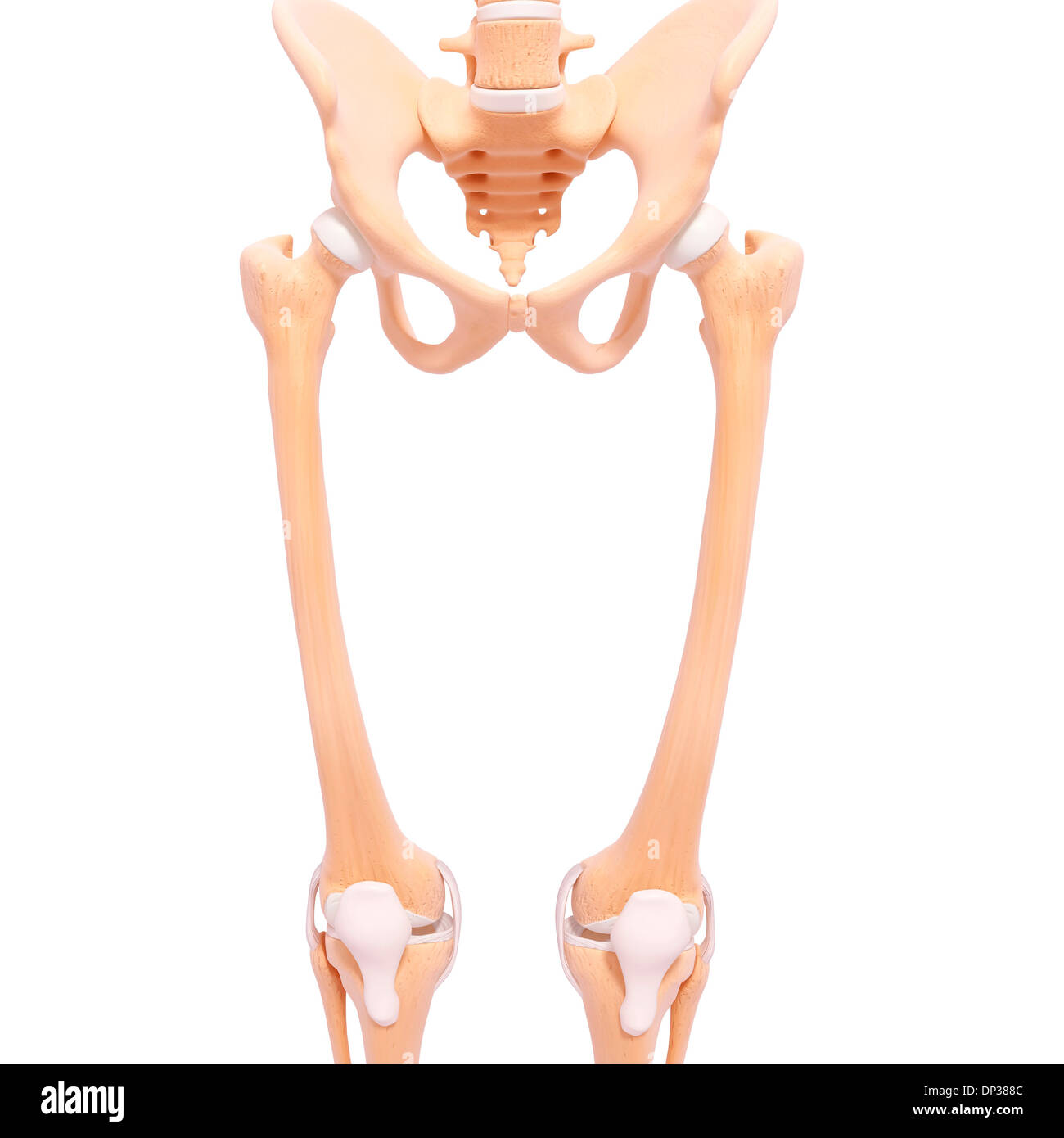 Human skeleton, artwork Stock Photo - Alamy