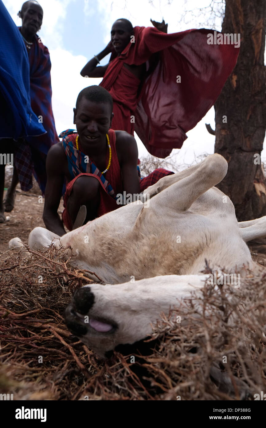 Killing A Goat High Resolution Stock Photography and Images - Alamy