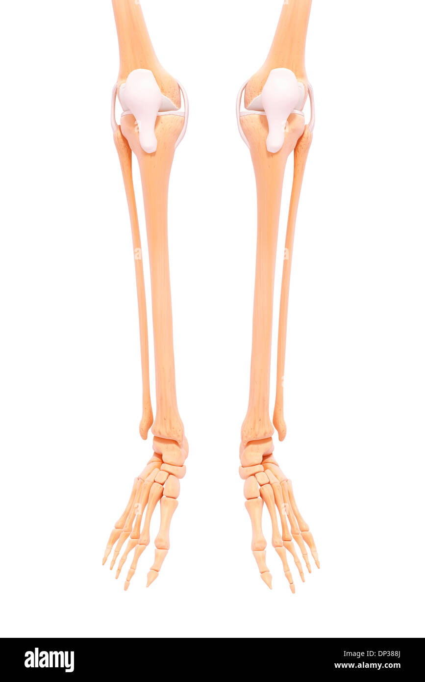 Tibia bones Cut Out Stock Images & Pictures - Alamy