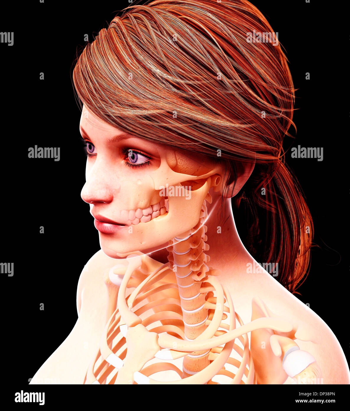 Female skeleton, artwork Stock Photo - Alamy