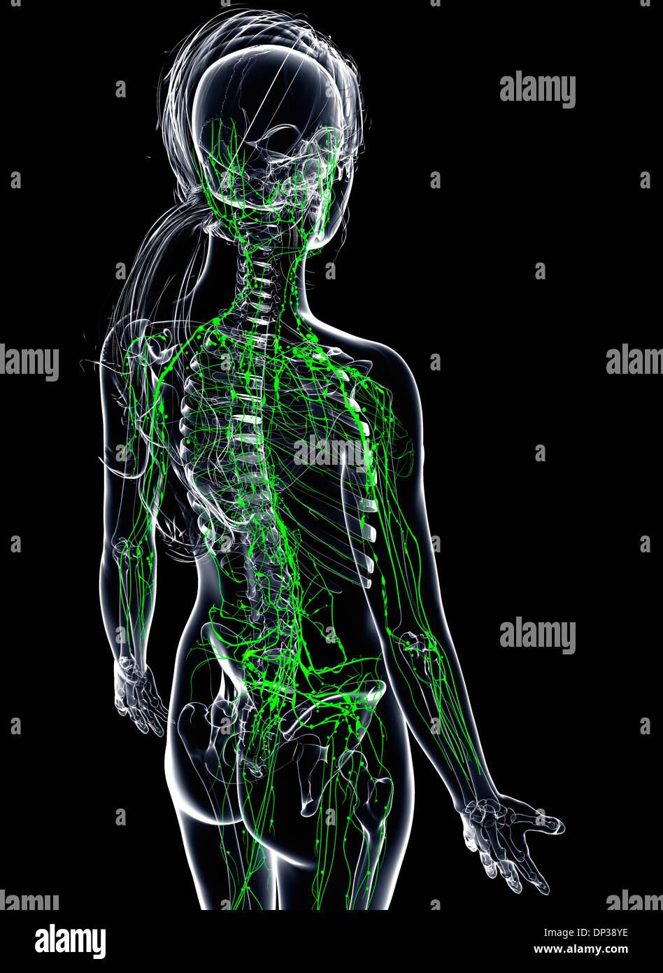 Female lymphatic system, artwork Stock Photo - Alamy