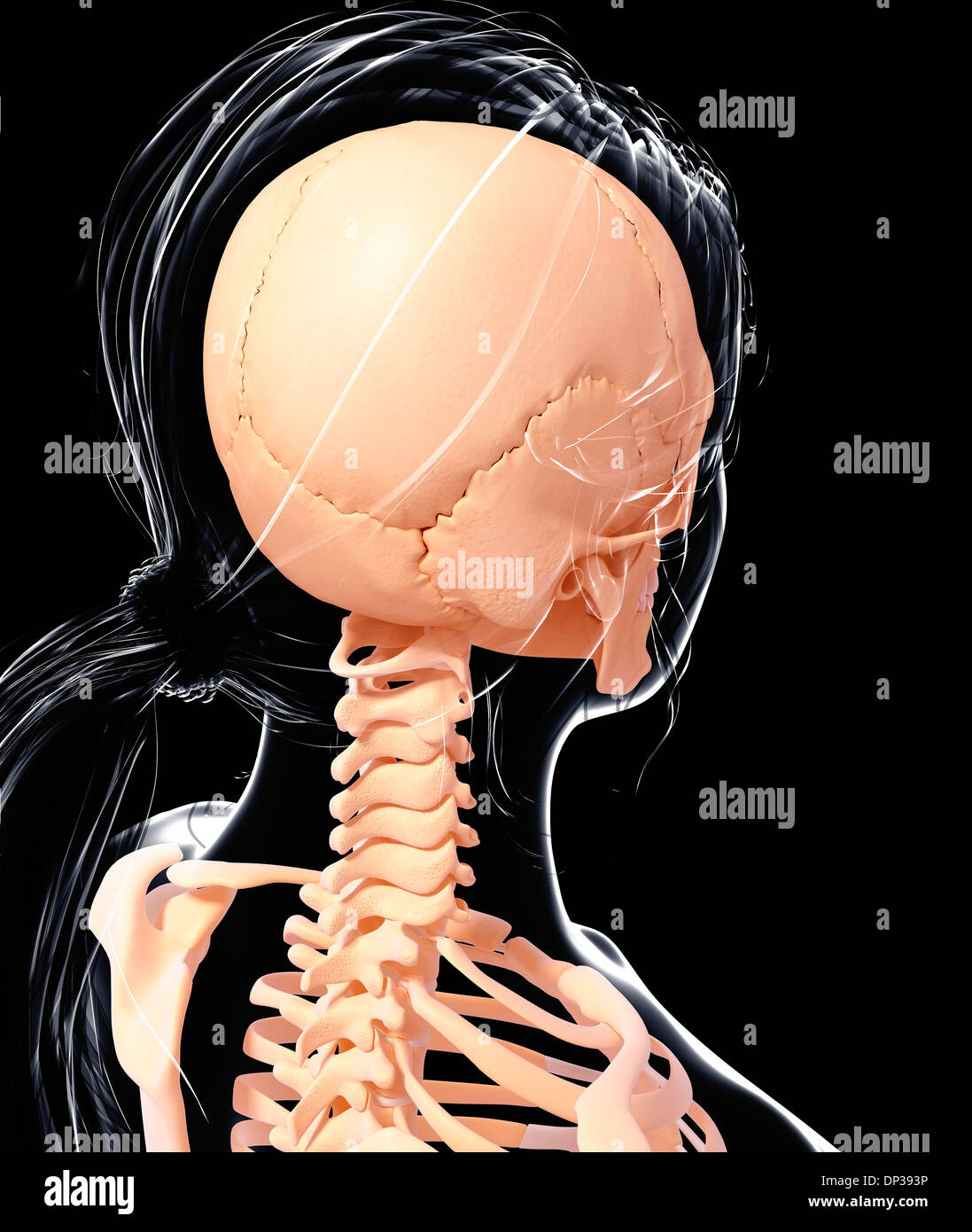 Female skeleton, artwork Stock Photo - Alamy