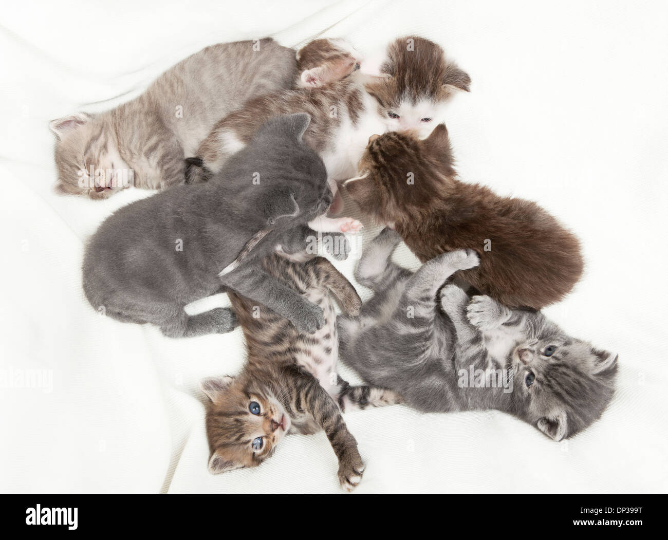 A heap of cat is cuddly babies on their mother, seven cat babies Stock ...