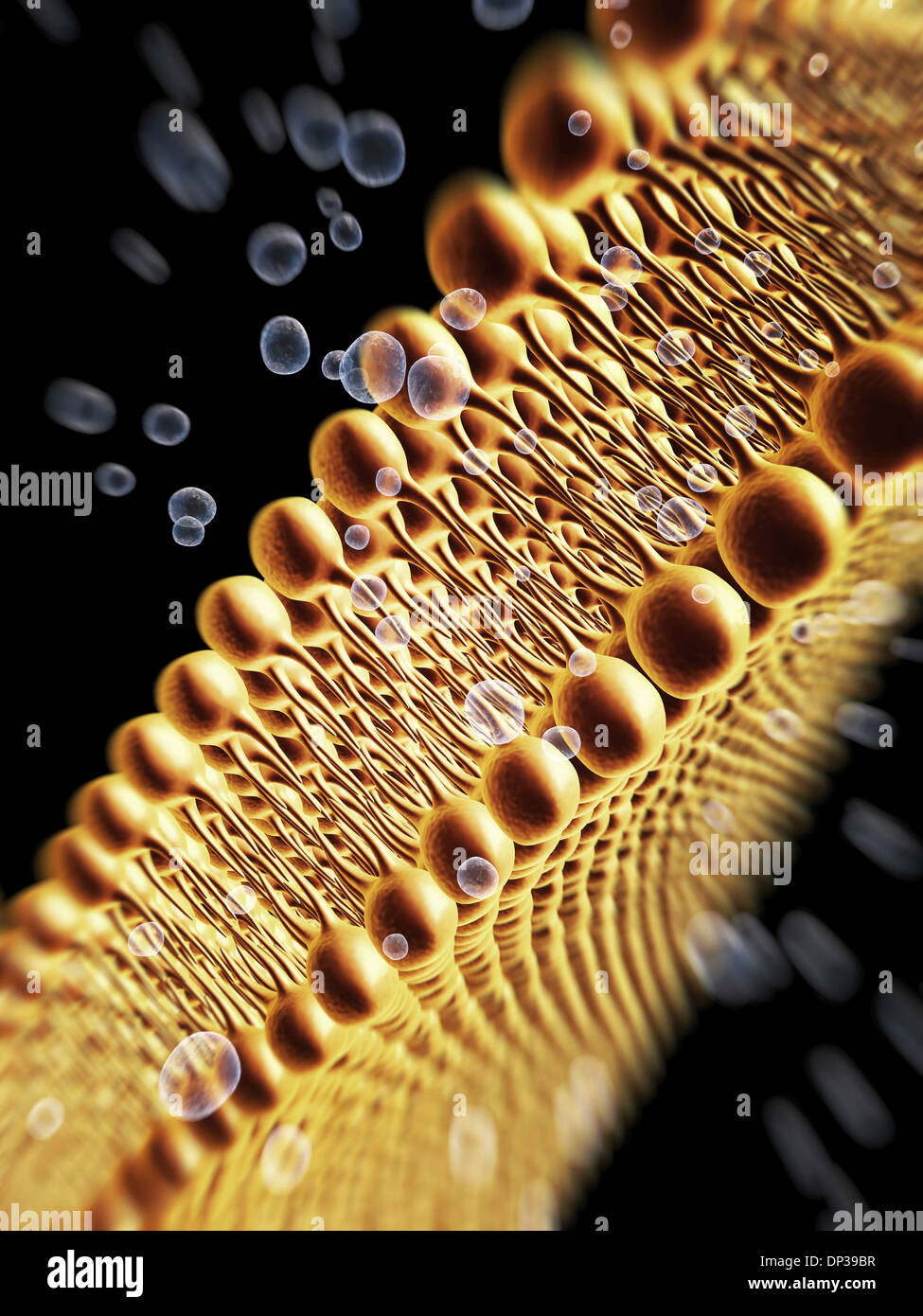 Cell membrane lipid bilayer, artwork Stock Photo - Alamy