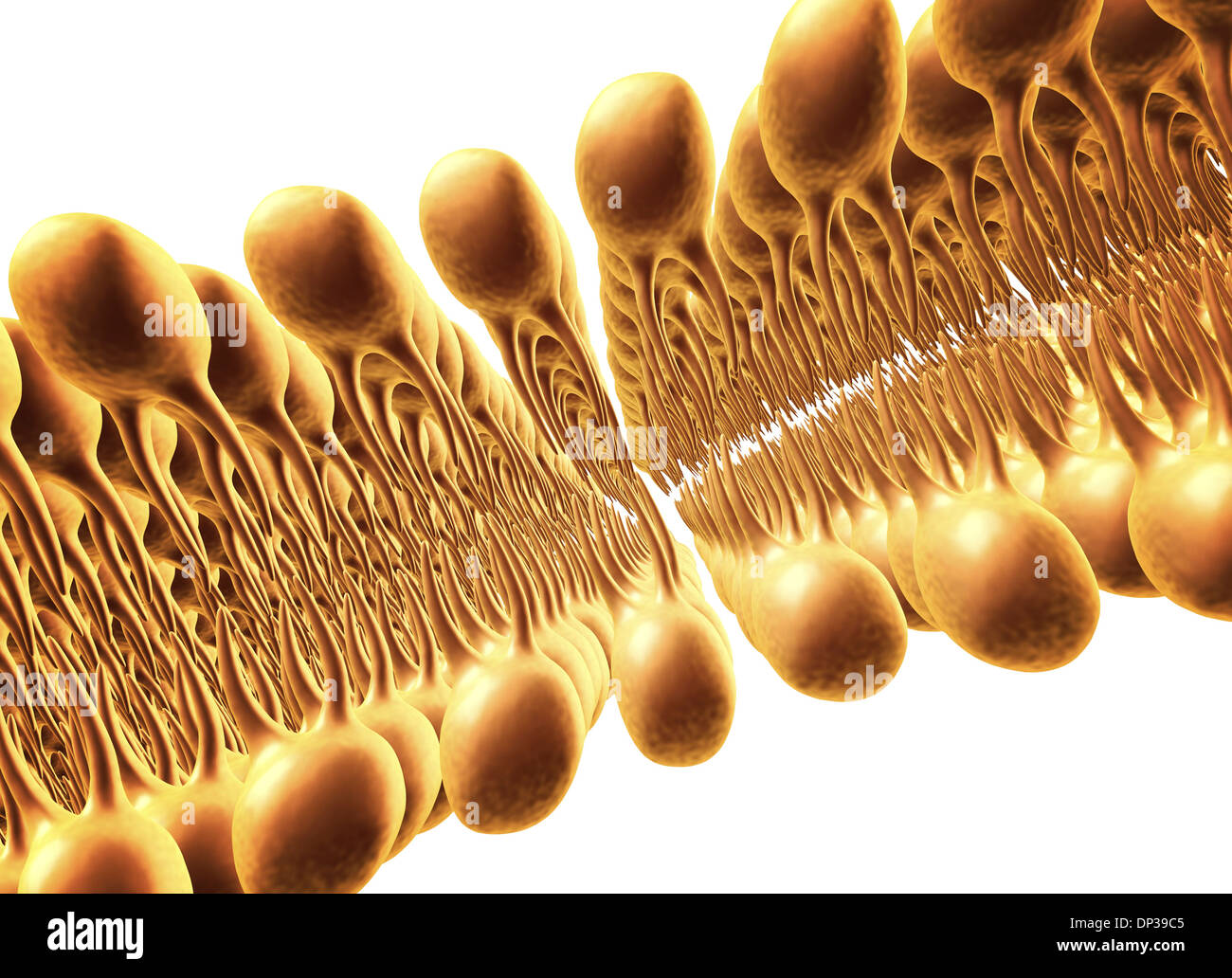 Cell membrane hi-res stock photography and images - Alamy