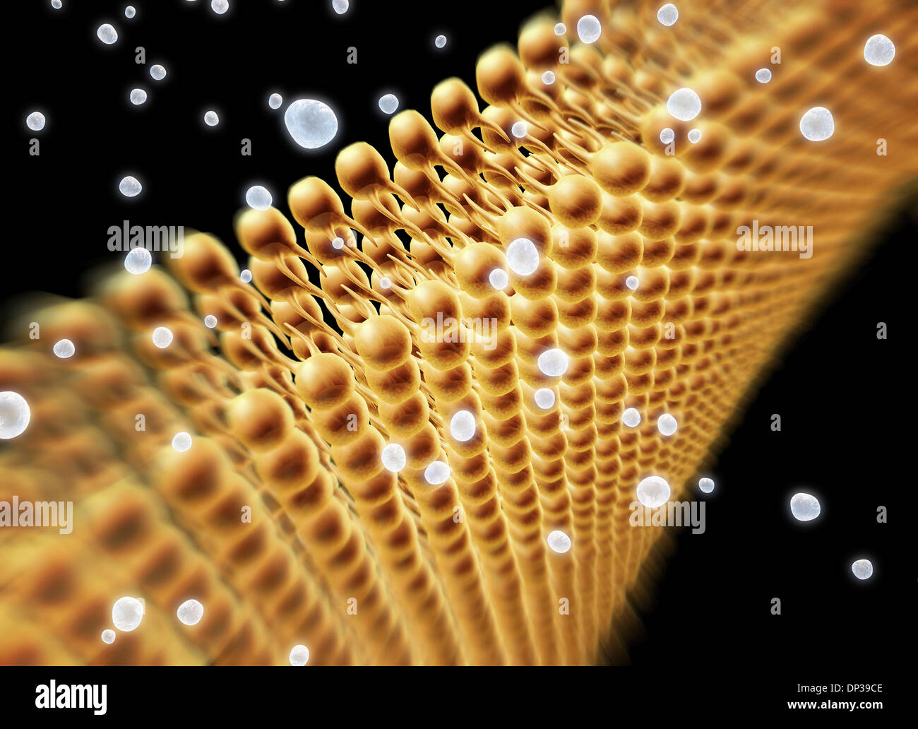Cell membrane lipid bilayer, artwork Stock Photo - Alamy