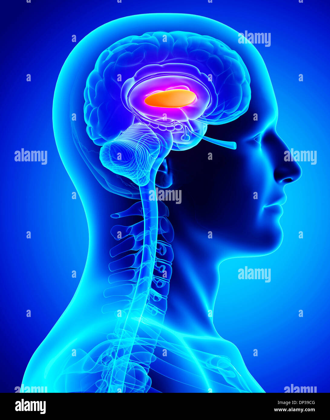 Putamen brain hi-res stock photography and images - Alamy