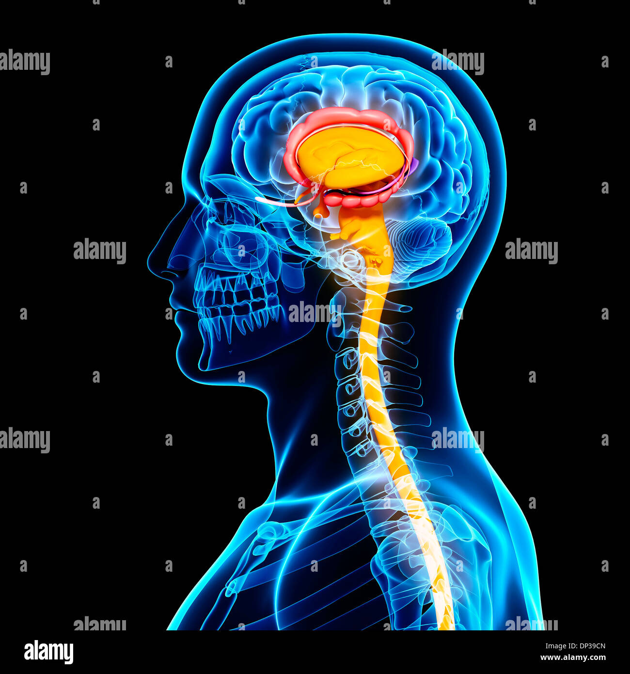 Male brain, artwork Stock Photo - Alamy