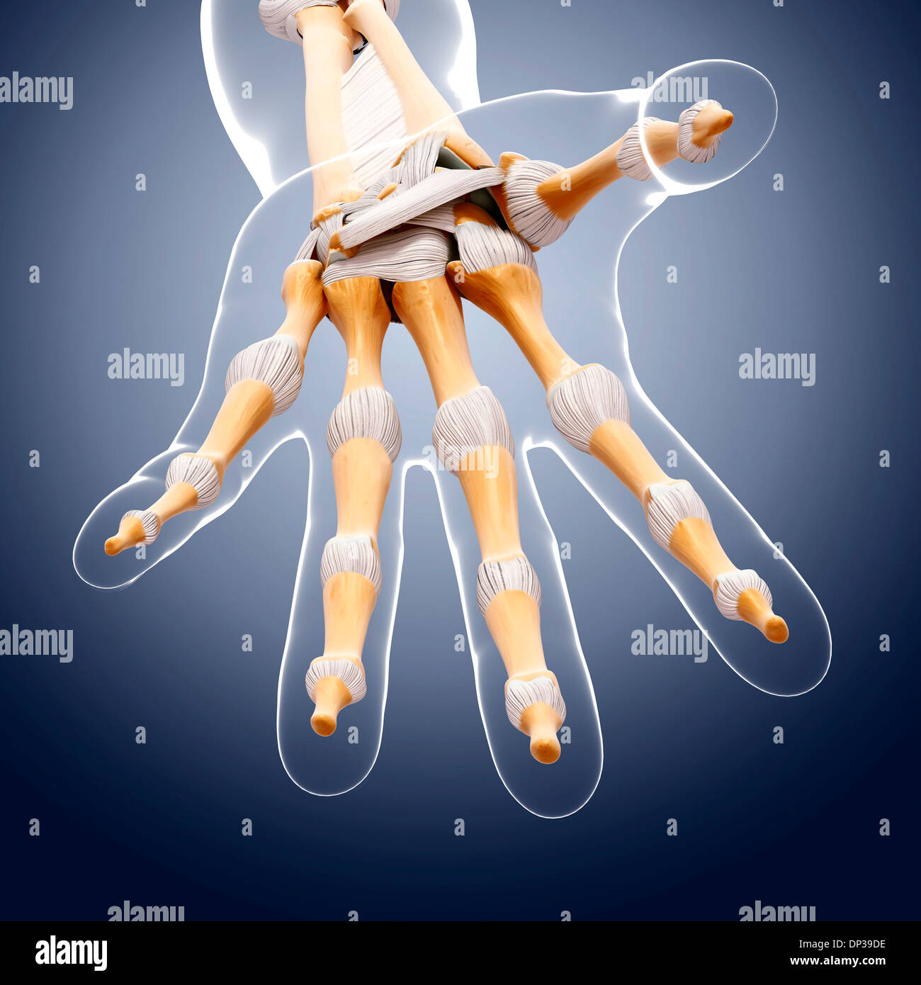 Human hand bones, artwork Stock Photo - Alamy