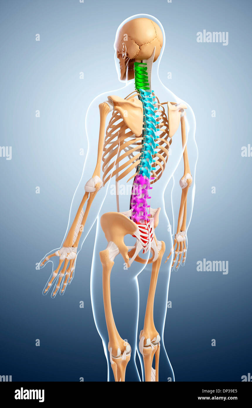Human skeleton, artwork Stock Photo - Alamy