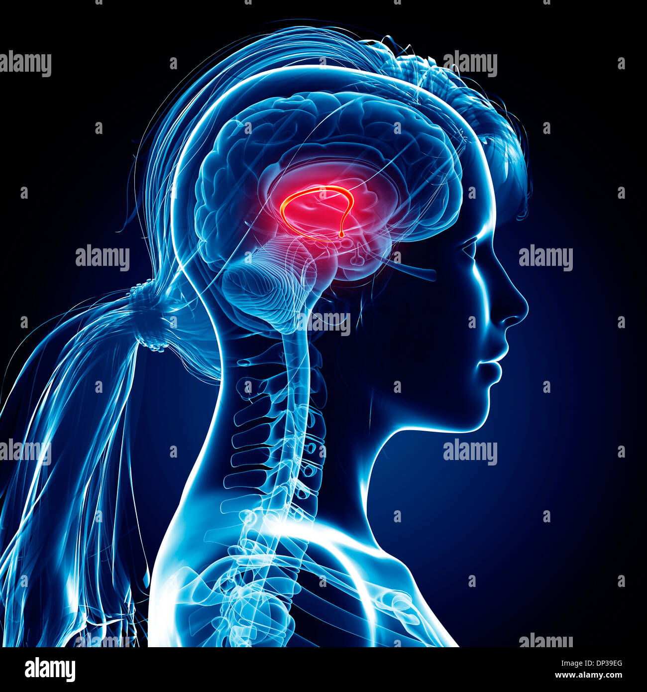 Female brain, artwork Stock Photo - Alamy