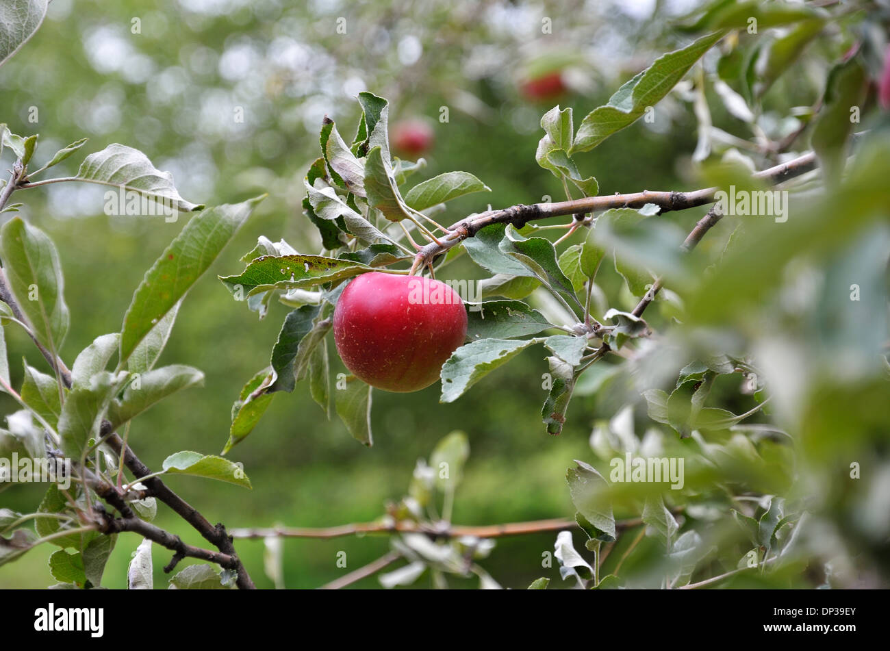 Mature fruit in the apple tree Stock Photo - Alamy