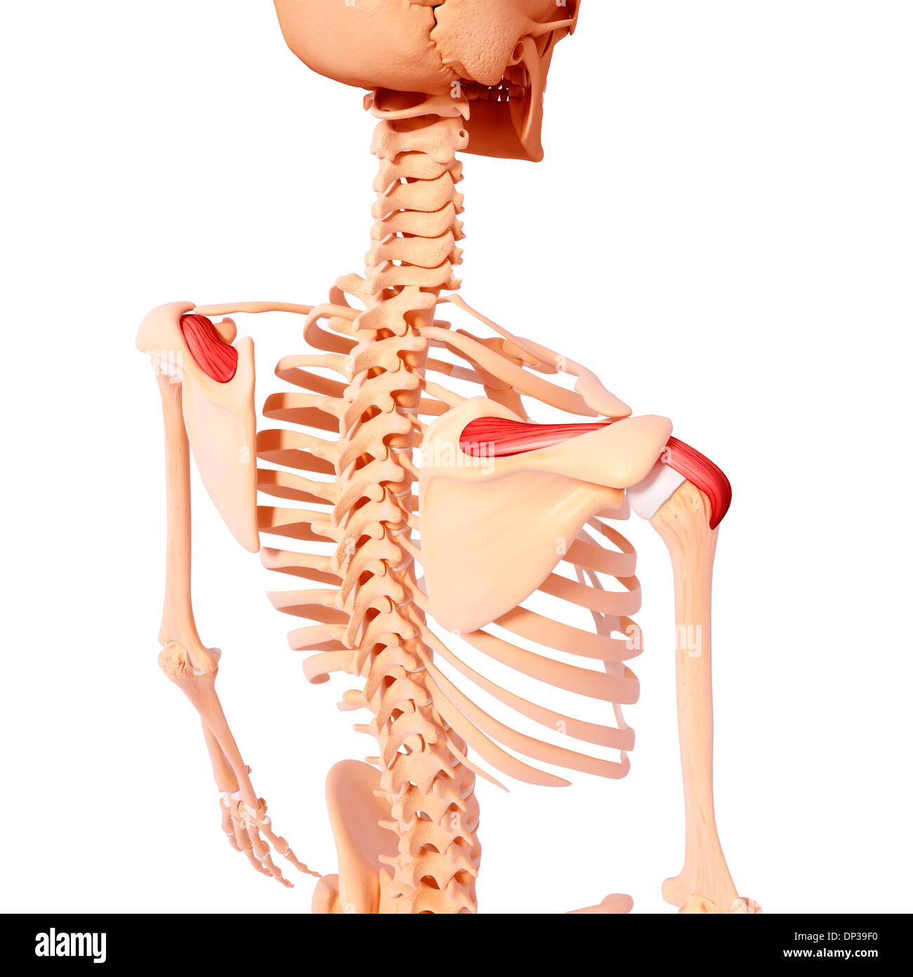 Supraspinatus muscle hi-res stock photography and images - Alamy