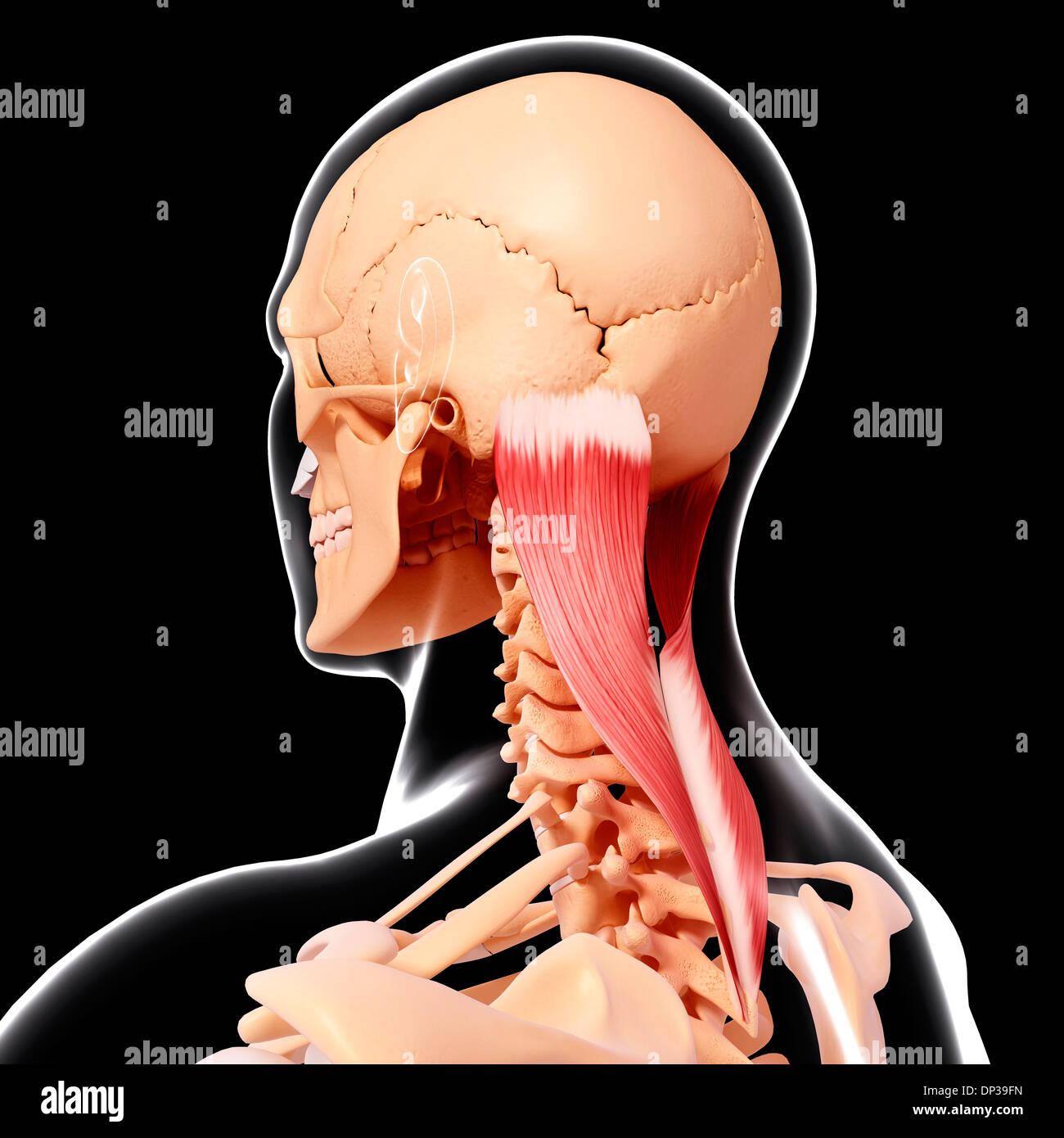 Human neck musculature, artwork Stock Photo - Alamy