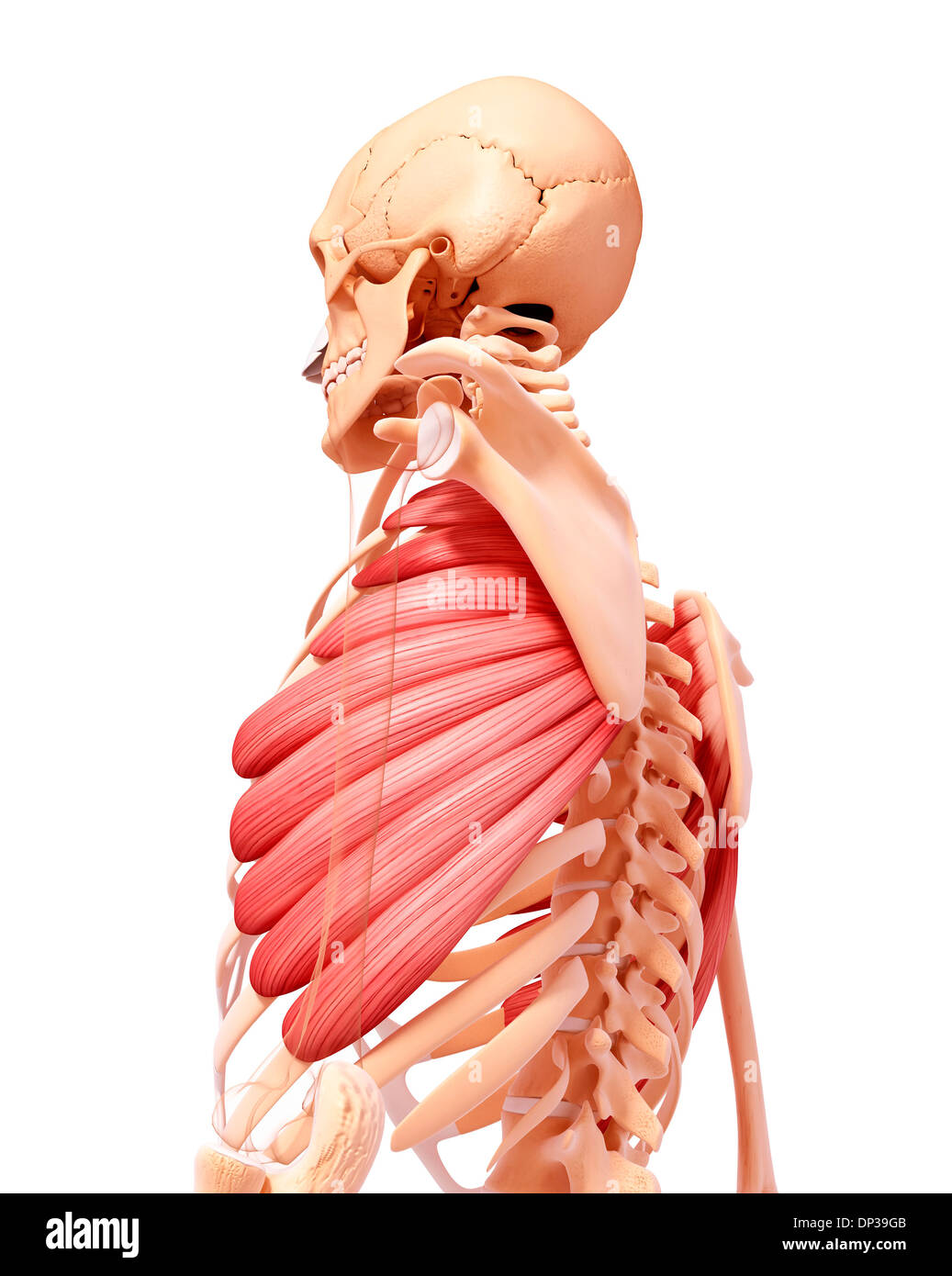 Human skull anterior view hi-res stock photography and images - Alamy