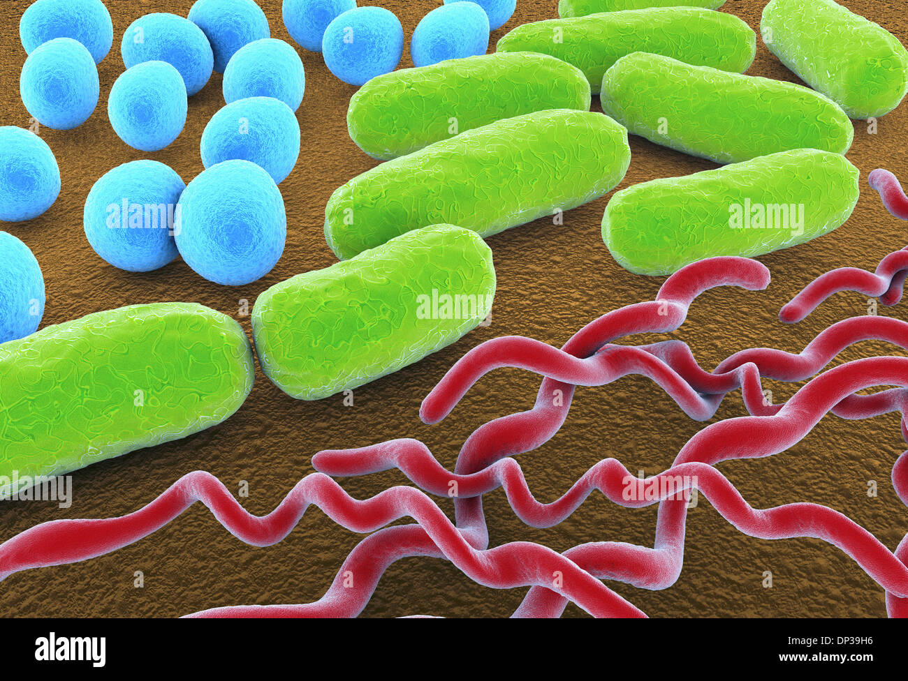 Spirochete Bacteria Stock Photos & Spirochete Bacteria Stock Images - Alamy