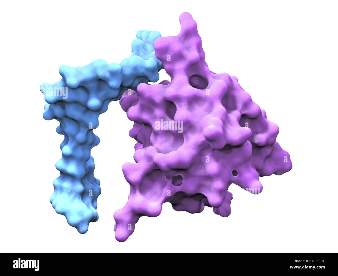 Heat shock factor protein Stock Photo - Alamy