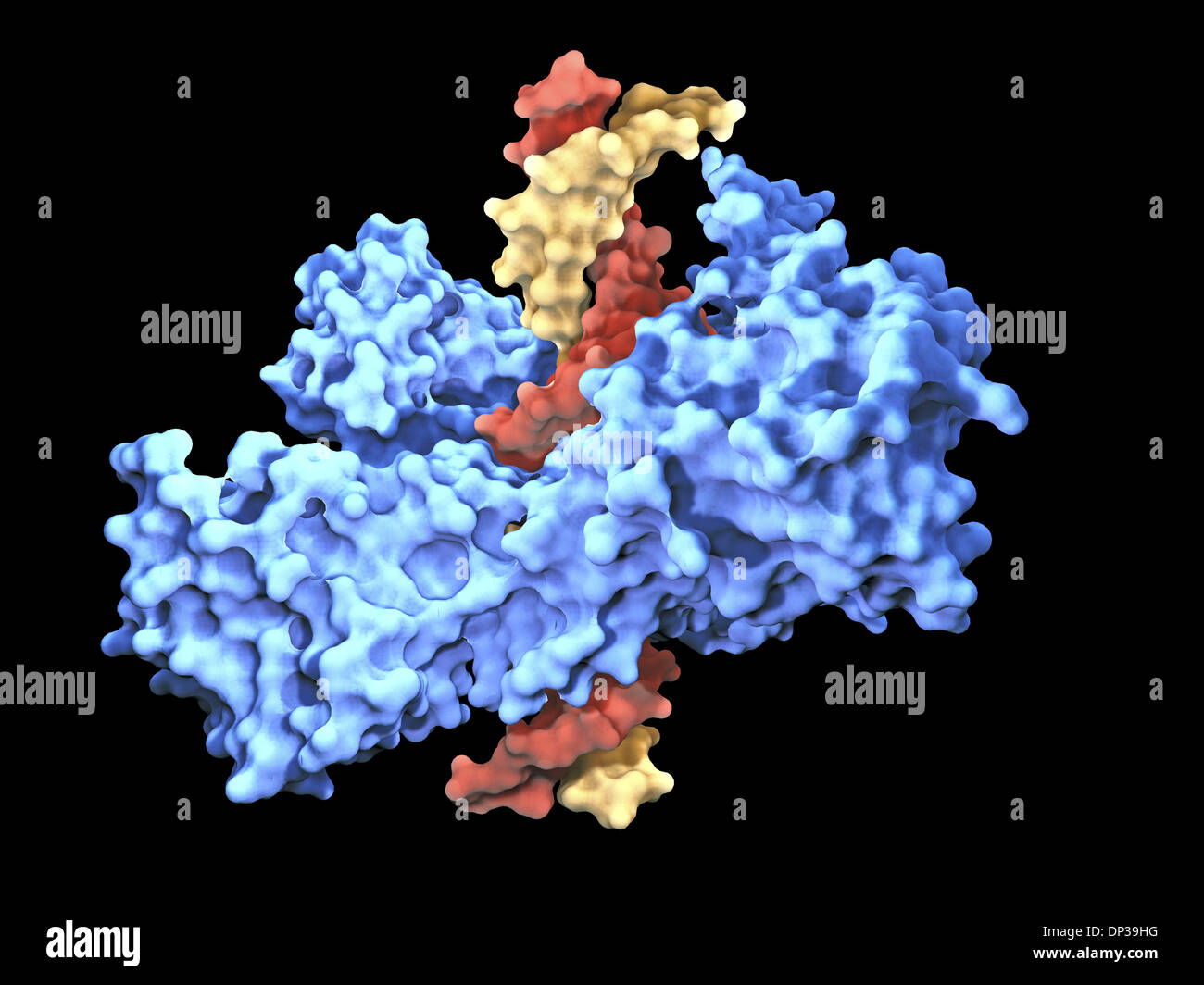 Structure topoisomerase dna complex hi-res stock photography and images ...