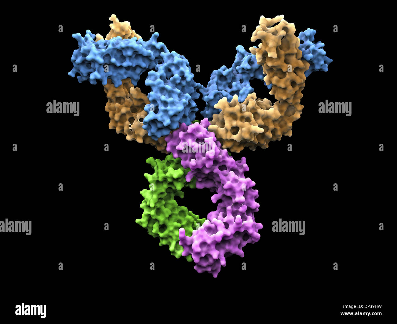 Antibody Structure 3d
