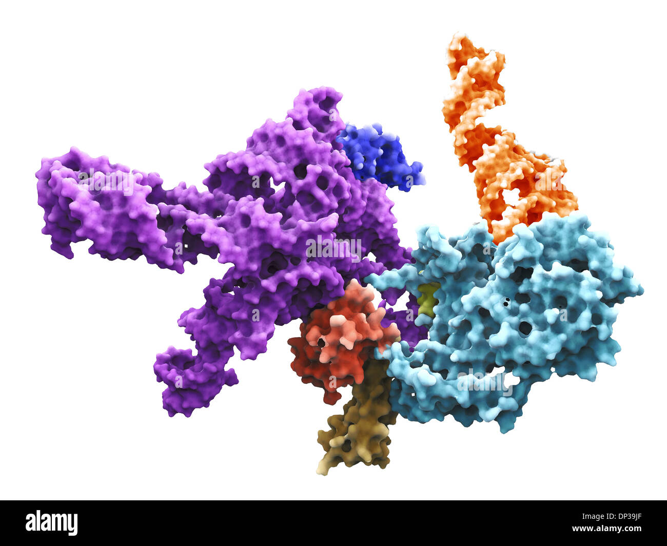 Human 80S ribosome Stock Photo - Alamy