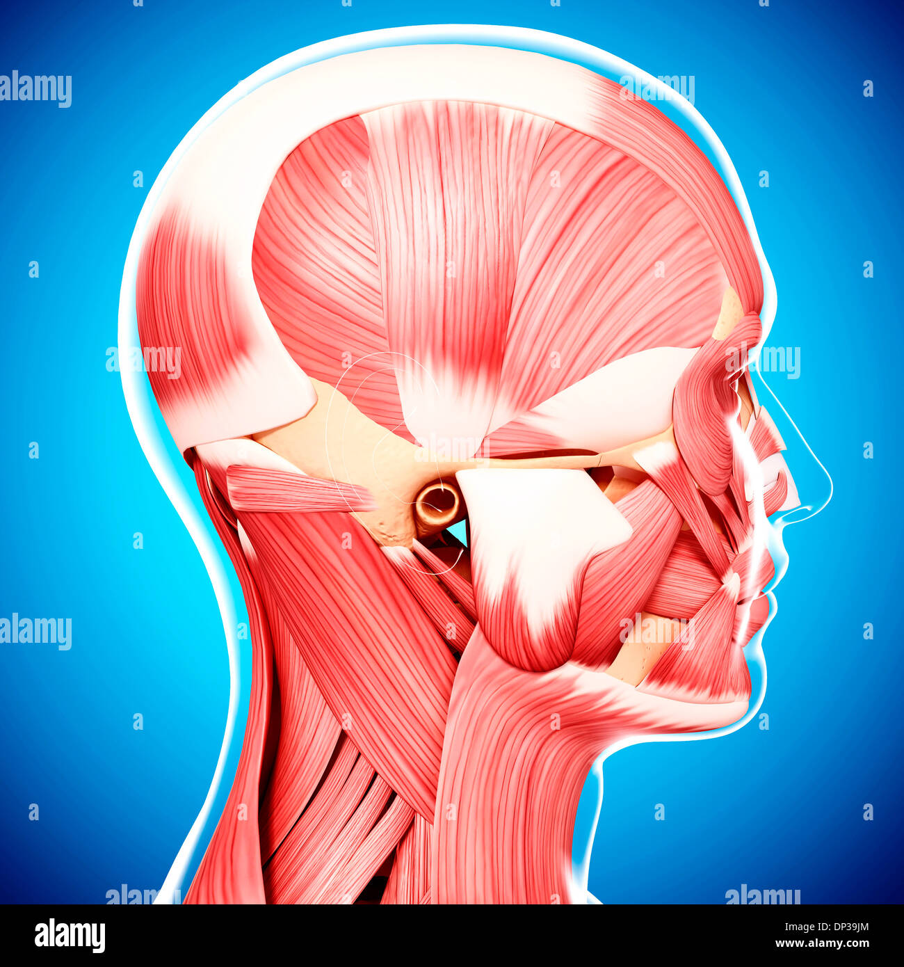 Occipitofrontalis muscle hi-res stock photography and images - Alamy