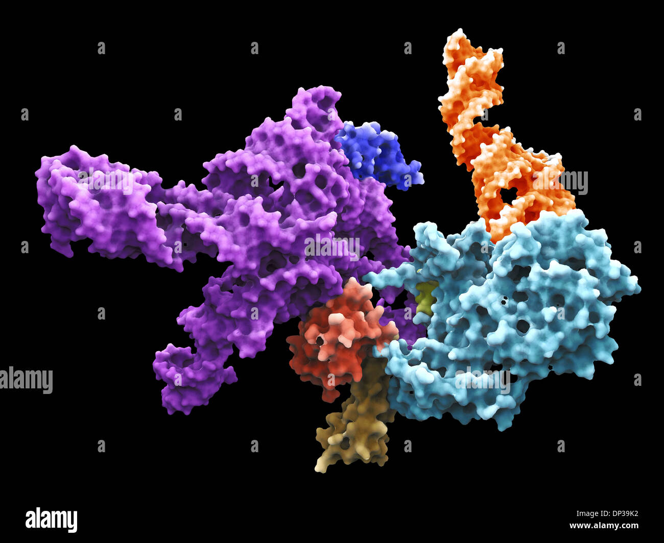 Ribosome Structure High Resolution Stock Photography and Images - Alamy