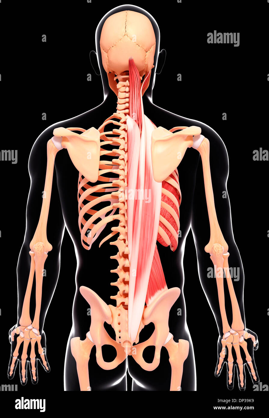 Human musculature, artwork Stock Photo - Alamy