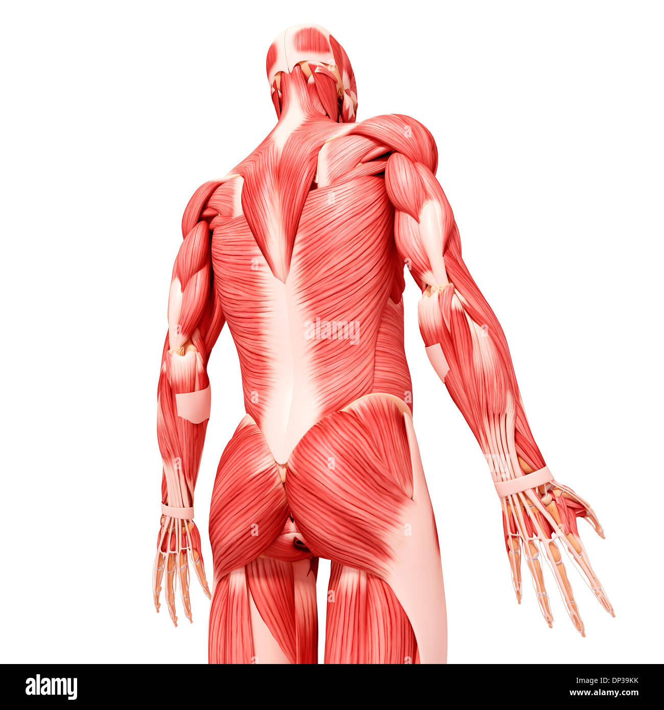 Human musculature, artwork Stock Photo - Alamy