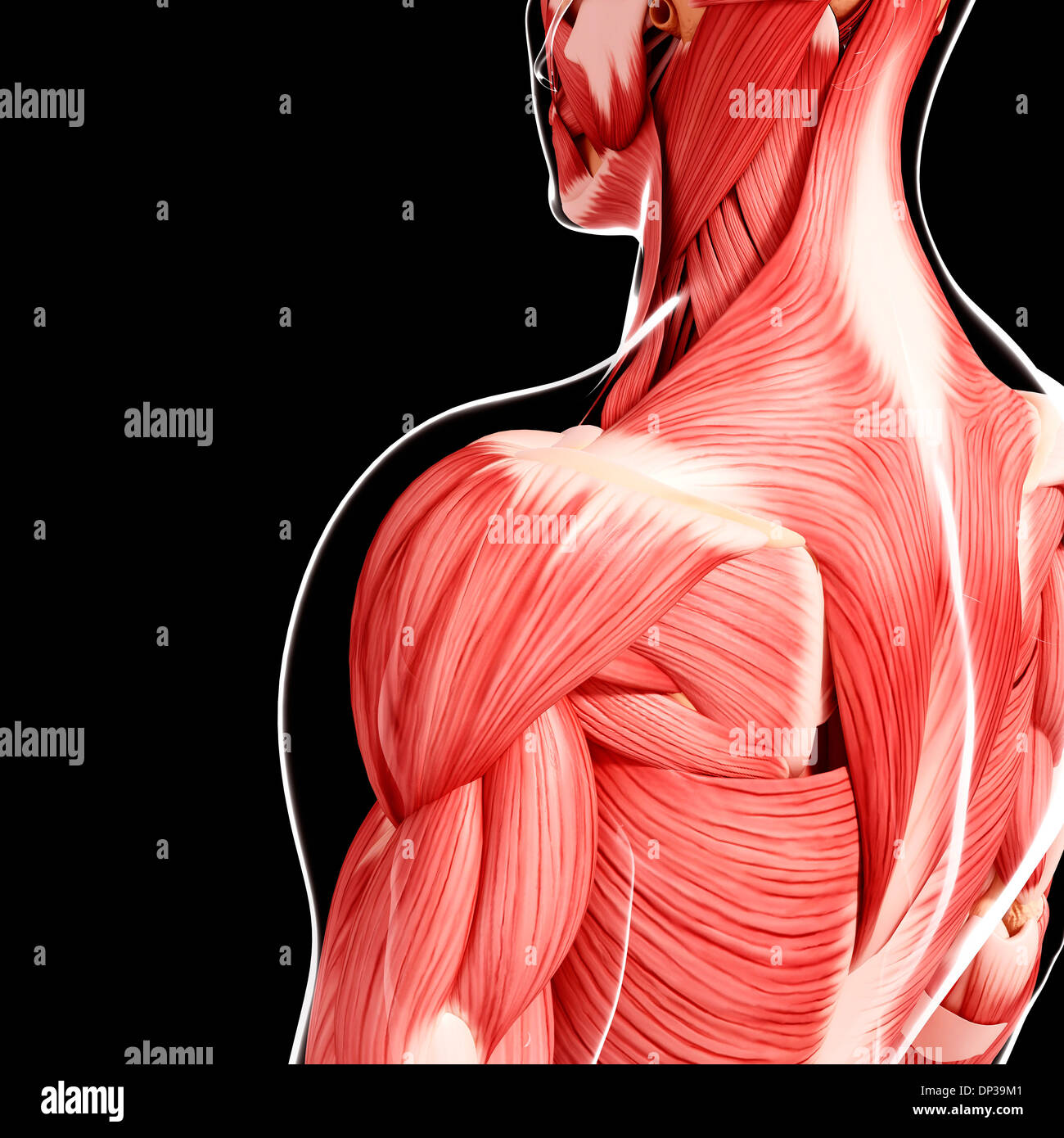 Human musculature, artwork Stock Photo - Alamy