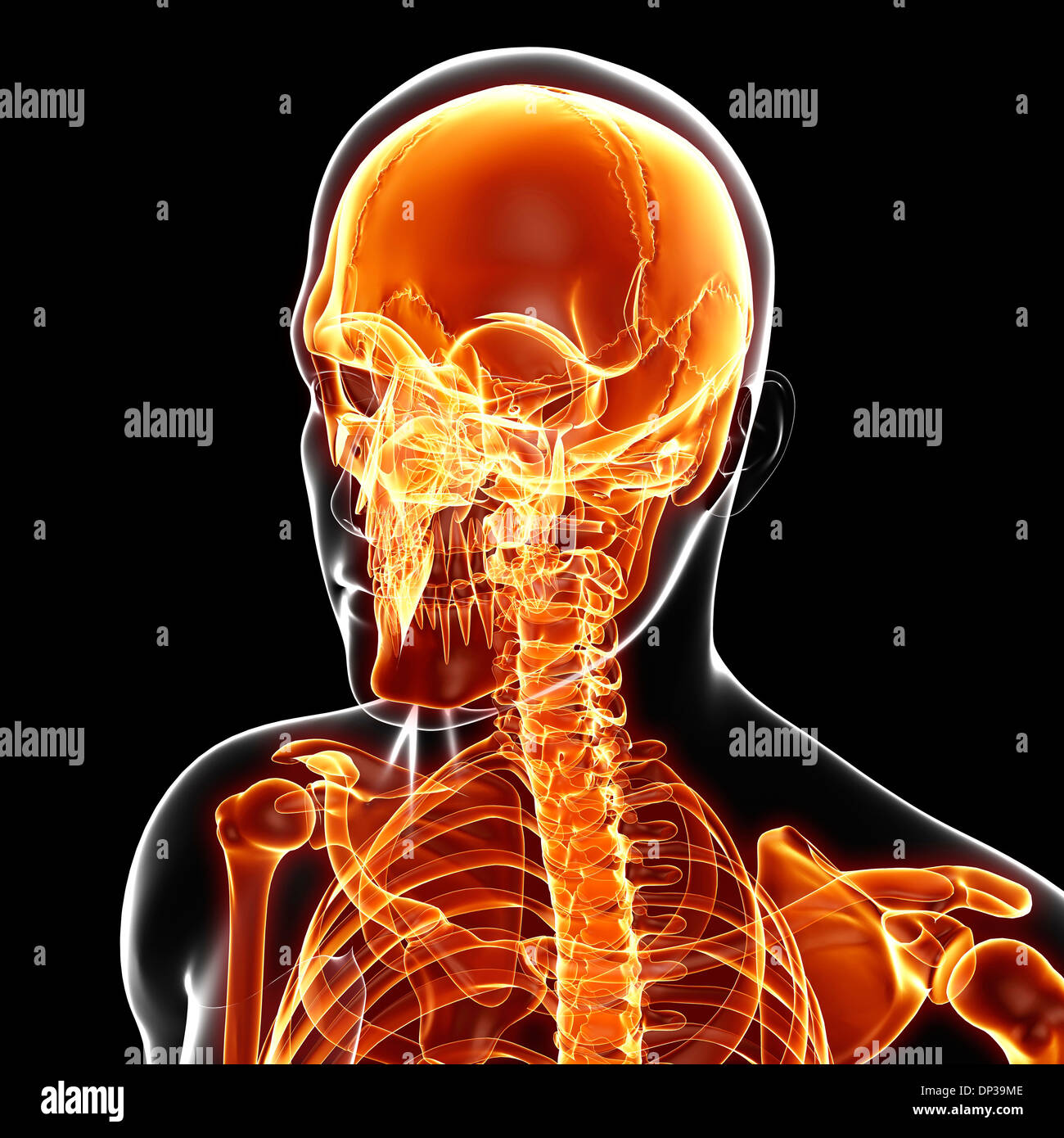 Skeleton of the head hi-res stock photography and images - Alamy