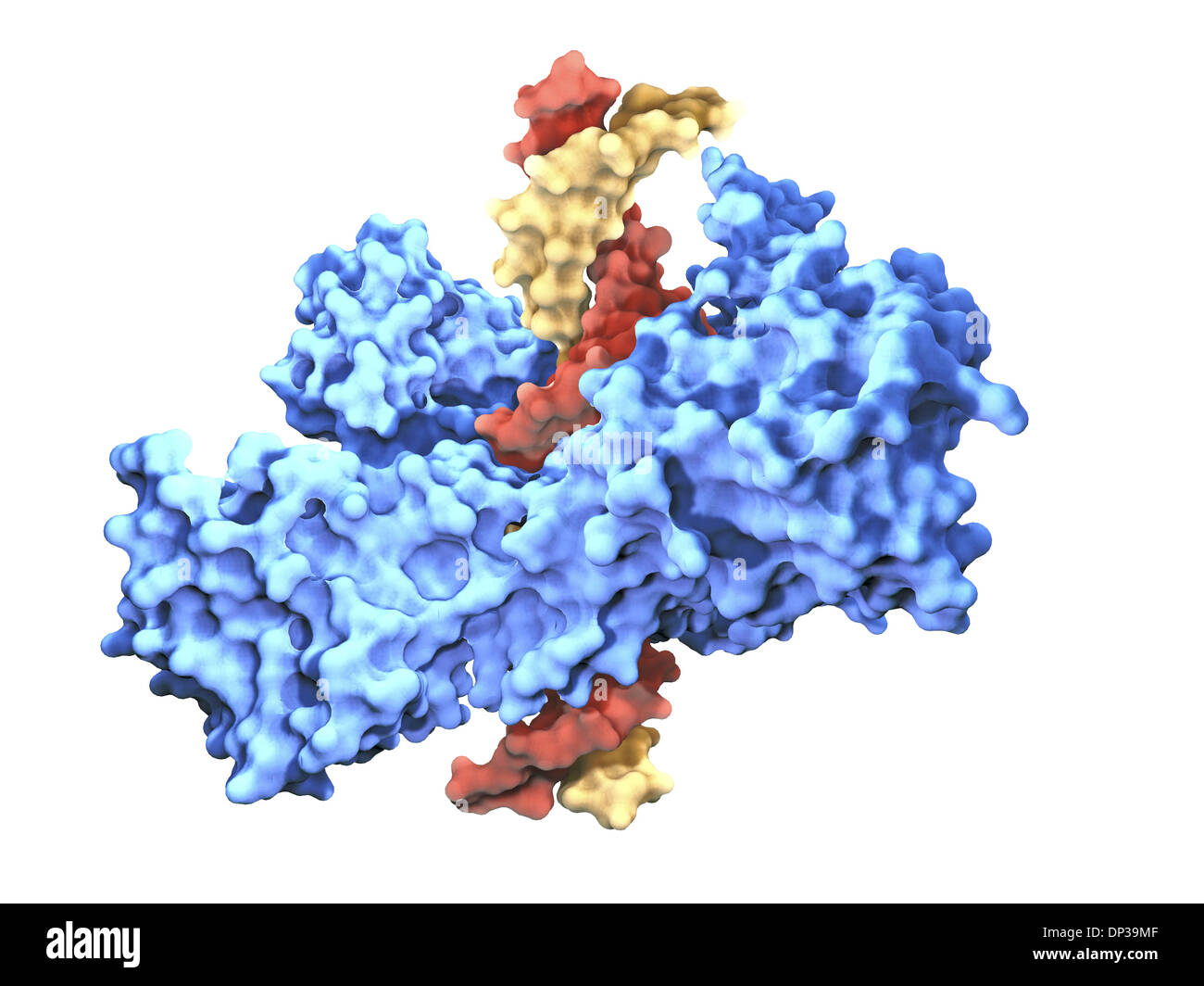 Structure topoisomerase dna complex hi-res stock photography and images ...