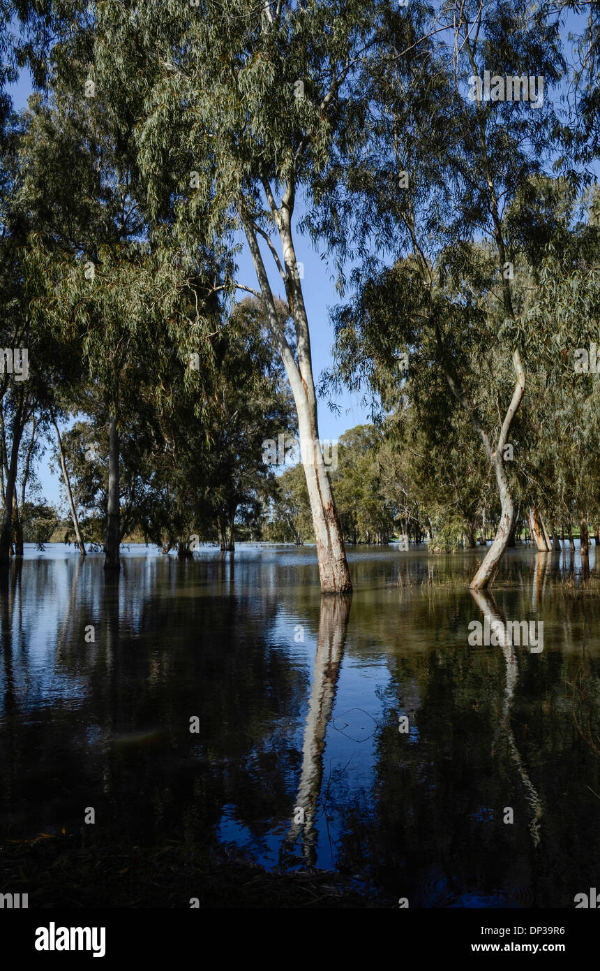 Hadera forest hi-res stock photography and images - Alamy